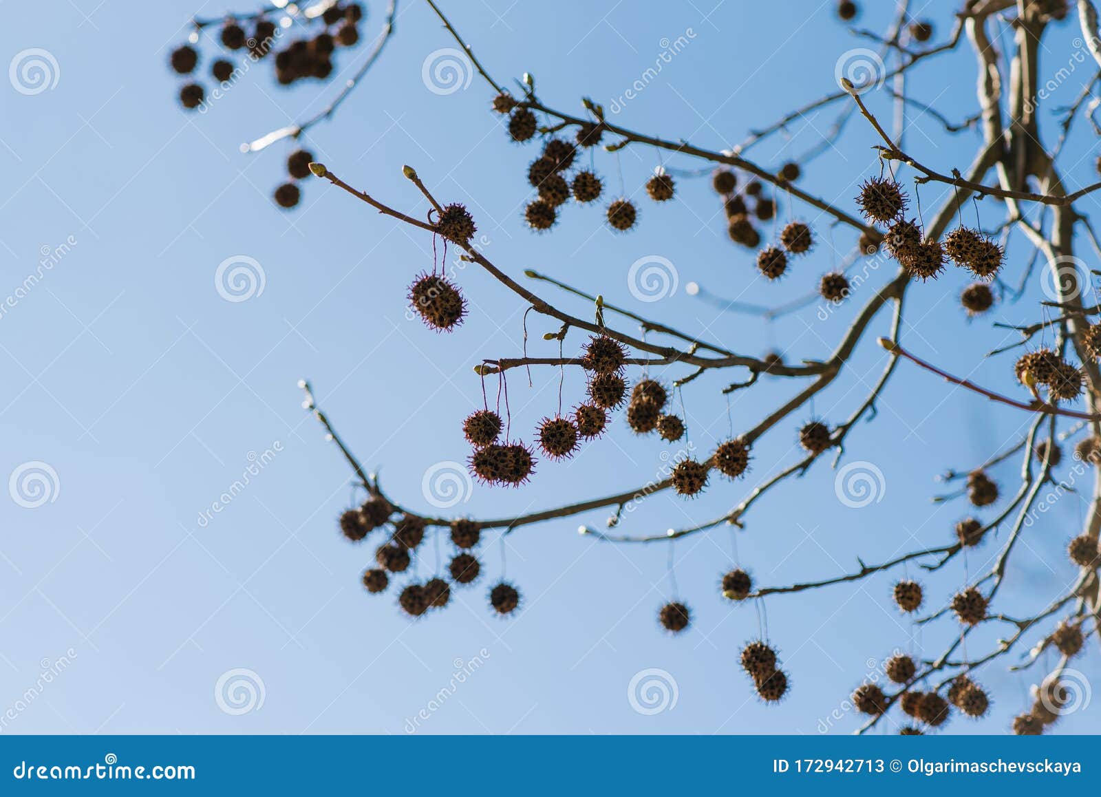 The Branches of a Sycamore Tree with Fruit on the Background of Clear ...