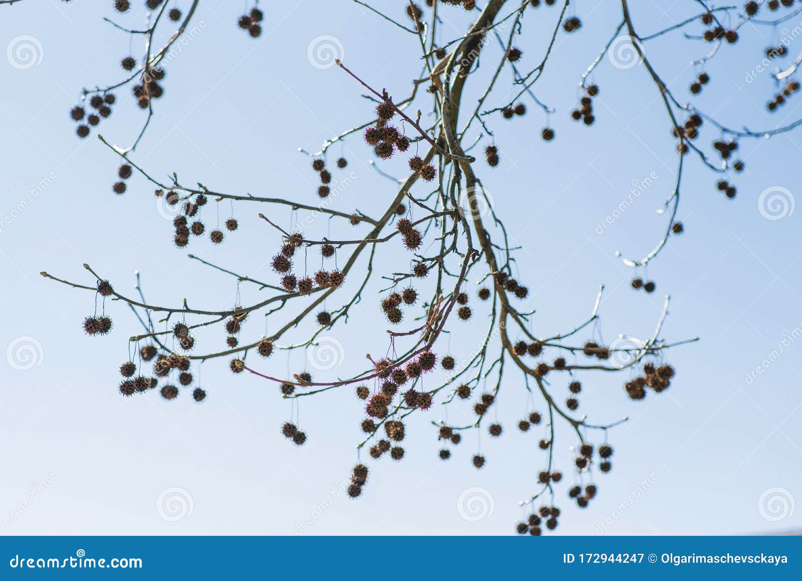 The Branches of a Sycamore Tree with Fruit on the Background of Clear ...