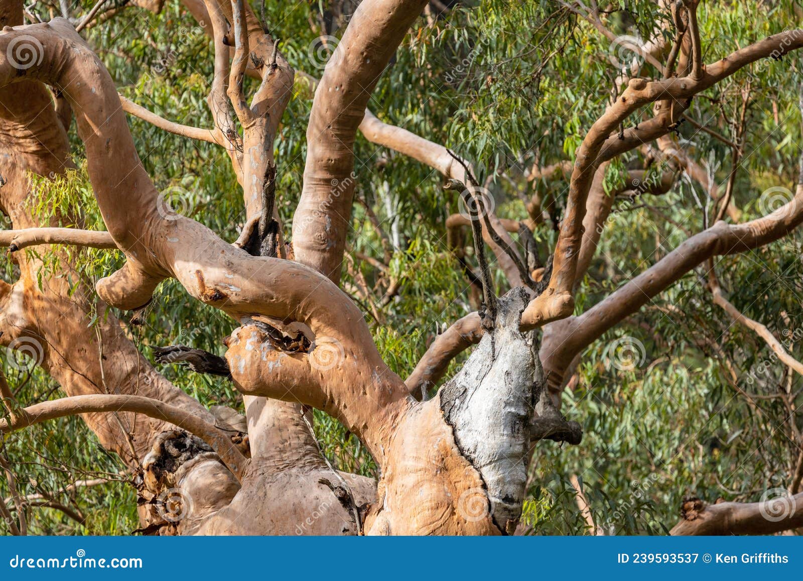 Sydney Red Gum Tree stock image. Image of branches, australia - 239593537