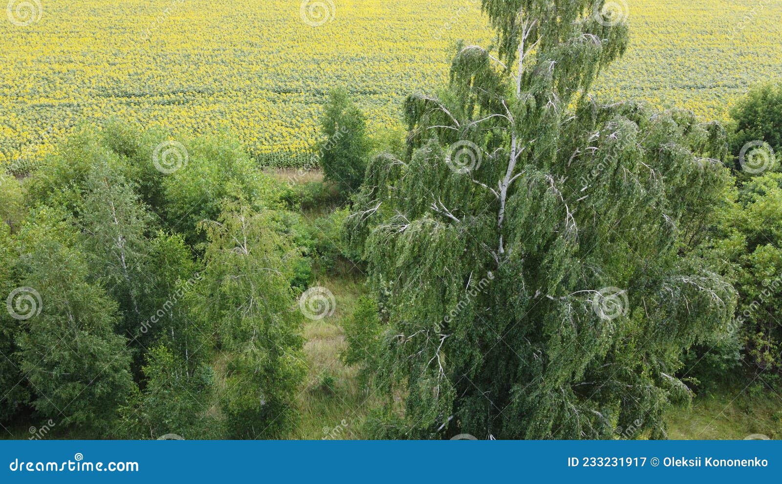 Branches of a Tall Birch Tree, Photographed from the Air Stock Image ...