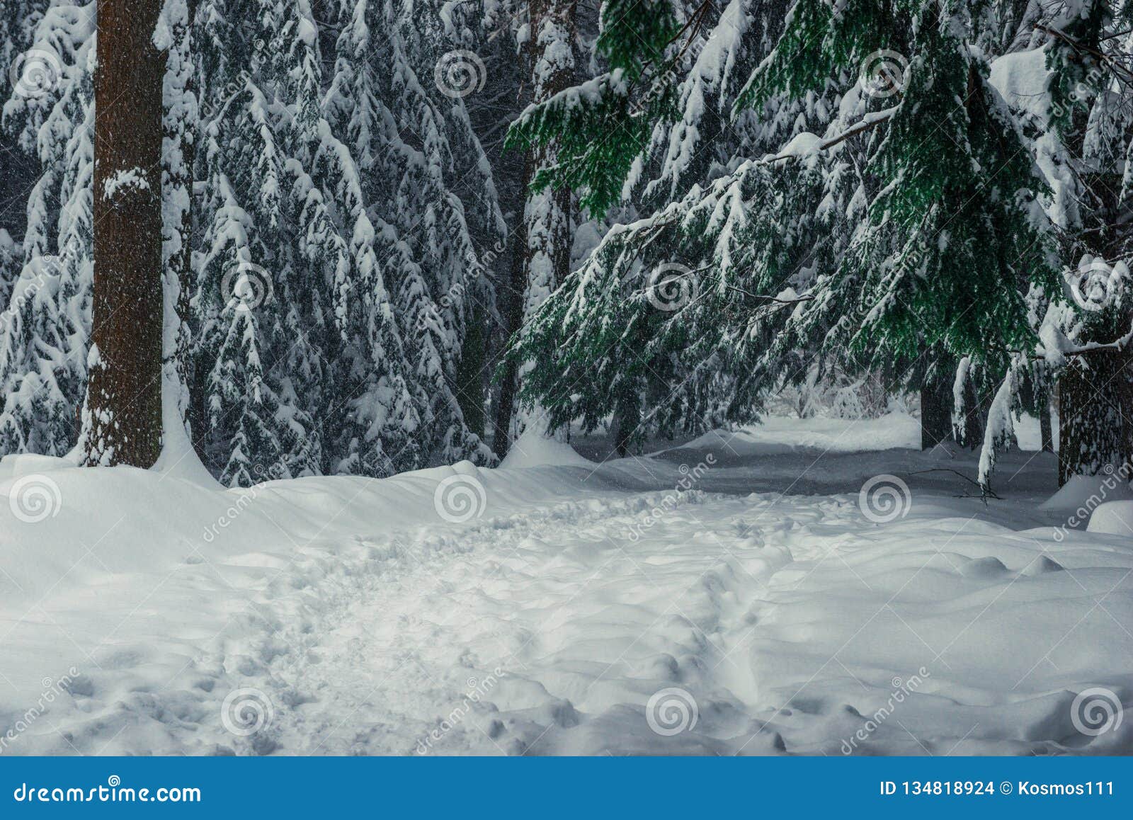 Branches of Tall Fir Trees in the Snow Stock Photo - Image of seasonal ...