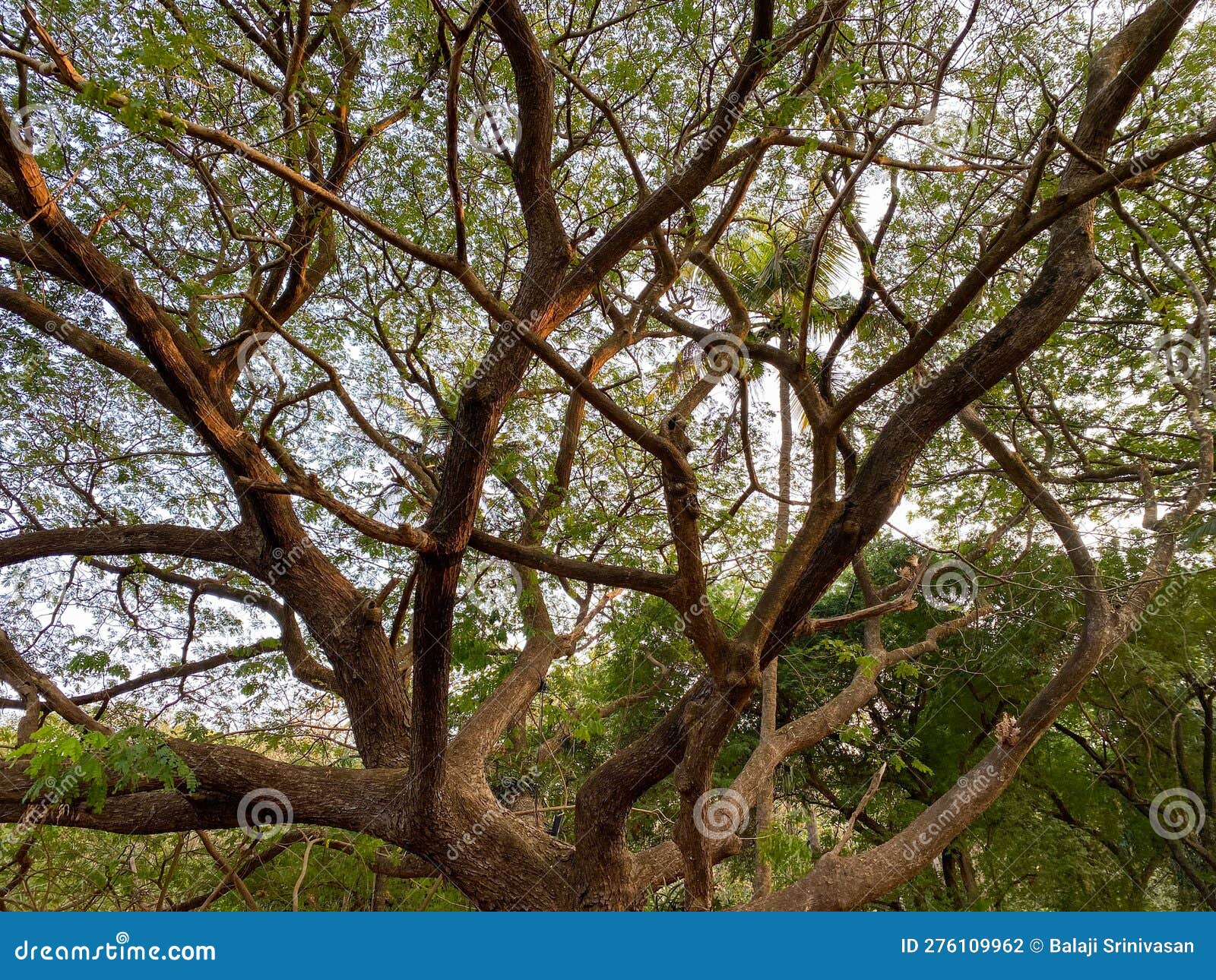 Branches of a Tall Rain Tree Growing Stock Photo - Image of colorful ...