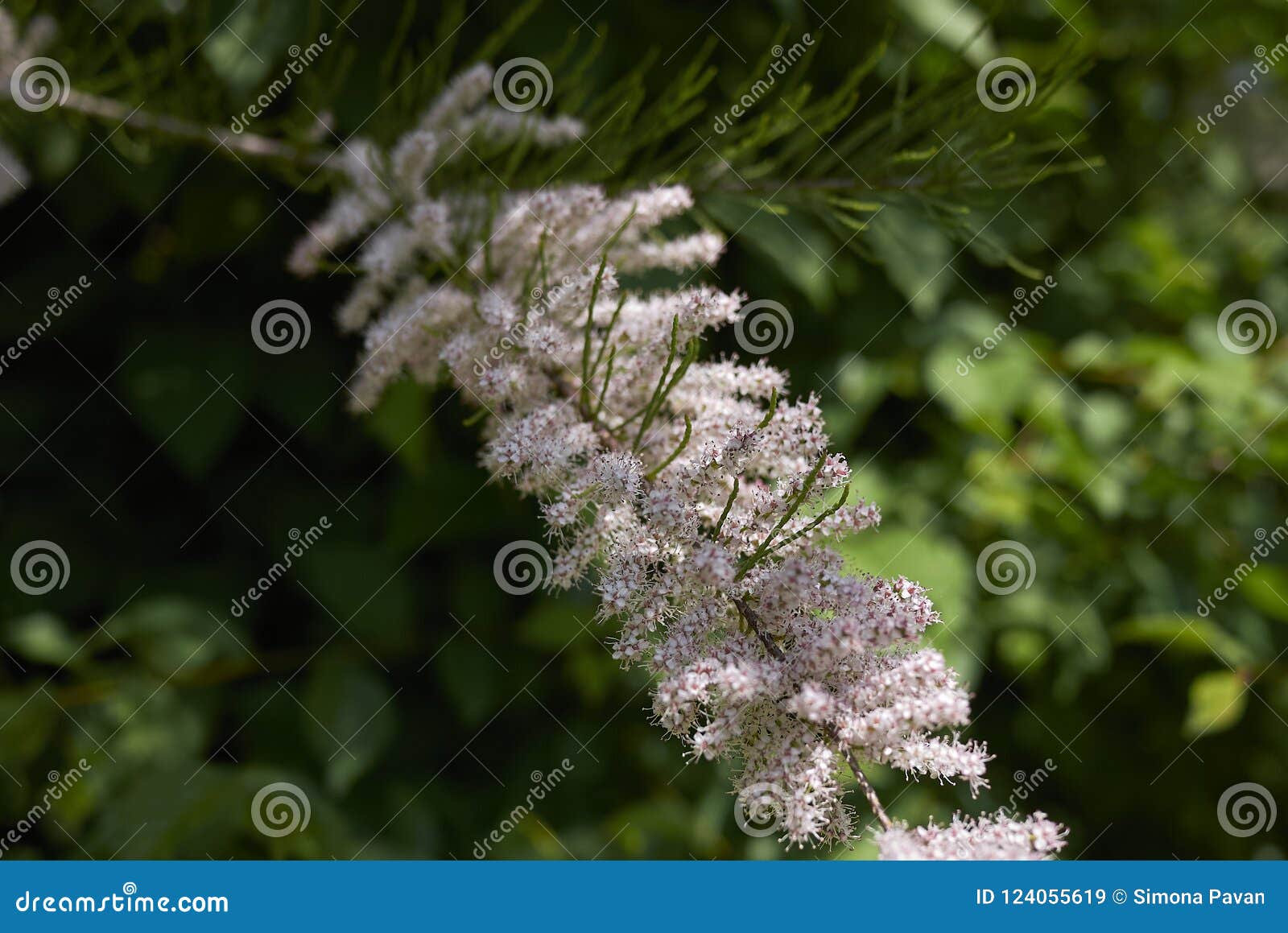 Pink Flowers of Tamarix Gallica Tree Stock Image - Image of ...