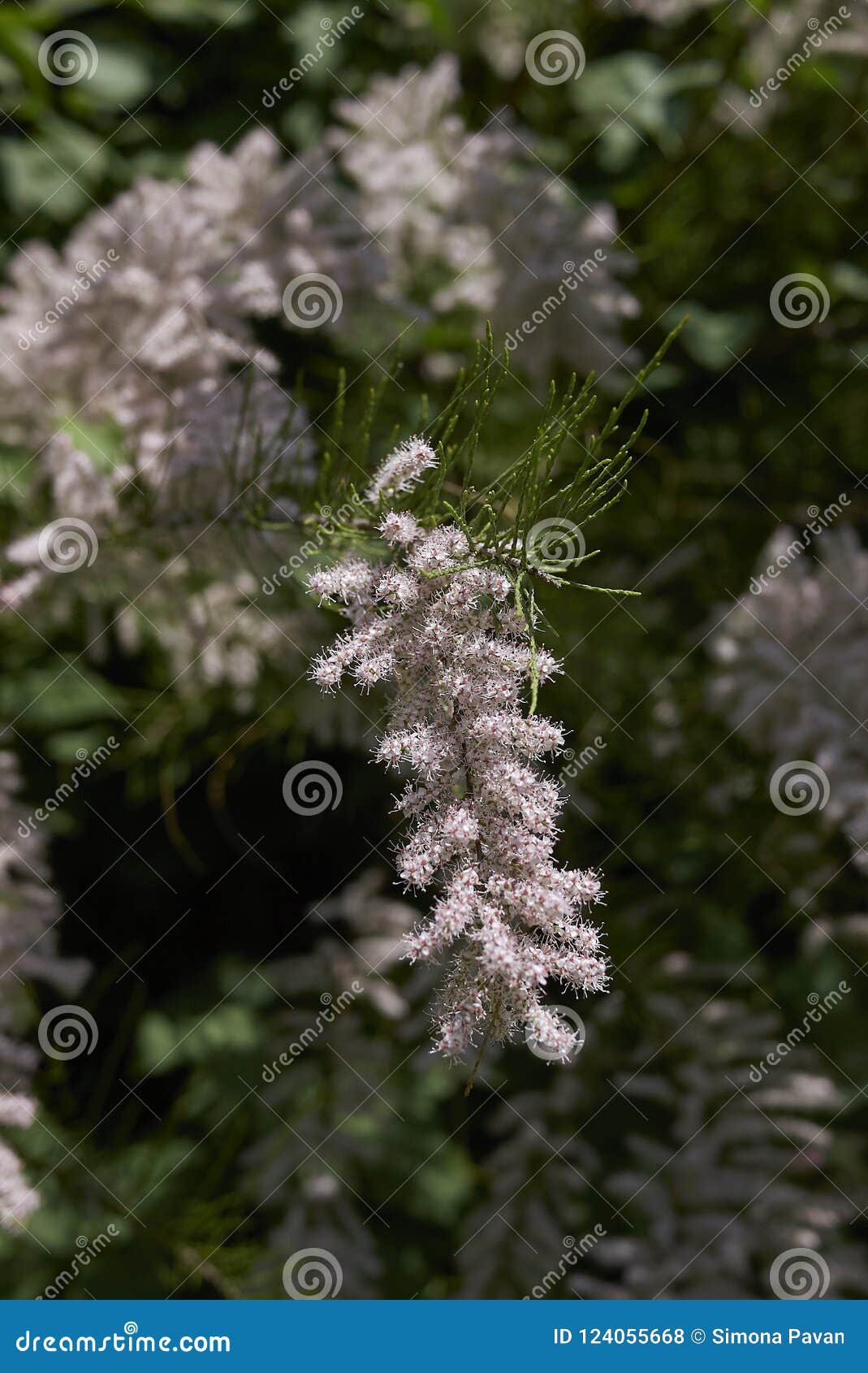 Pink Flowers of Tamarix Gallica Tree Stock Photo - Image of close ...