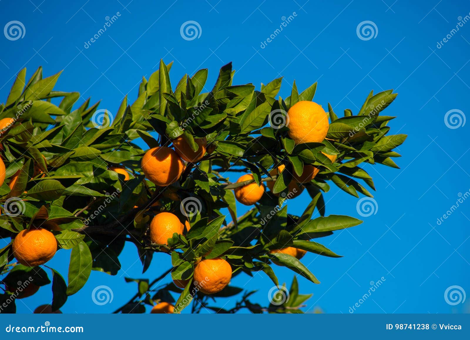 The Branches of a Tangerine Tree with a Large Orange Fruit Stock Photo ...