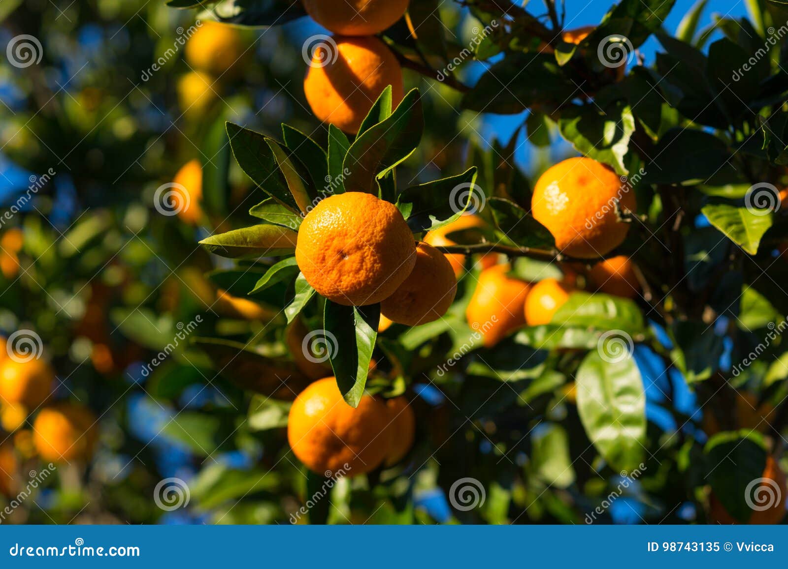 The Branches of a Tangerine Tree with a Large Orange Fruit Stock Image ...