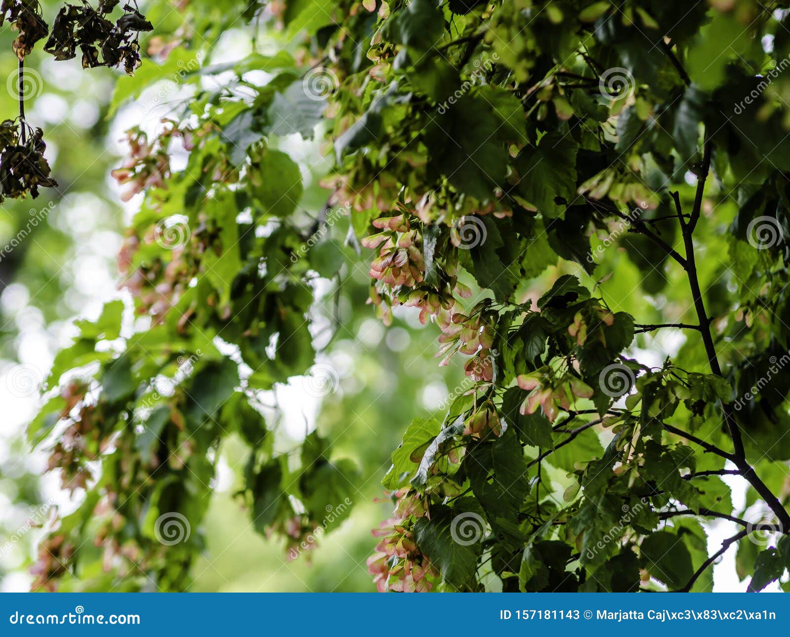 Tatar Maple Branches with Samara Stock Image - Image of nature, close ...