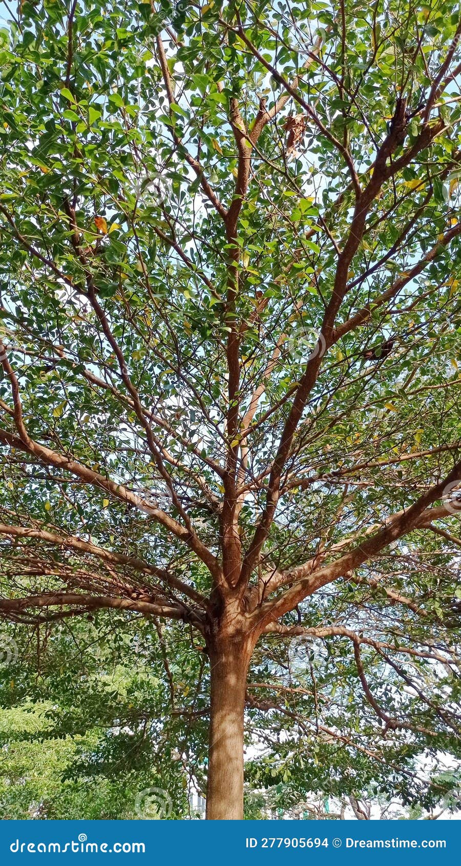 A Branches of Terminalia Mantaly Stock Photo - Image of forest, grove ...