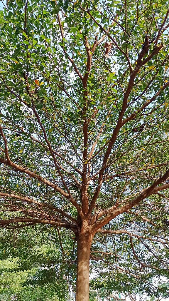 A Branches of Terminalia Mantaly Stock Photo - Image of forest, grove ...