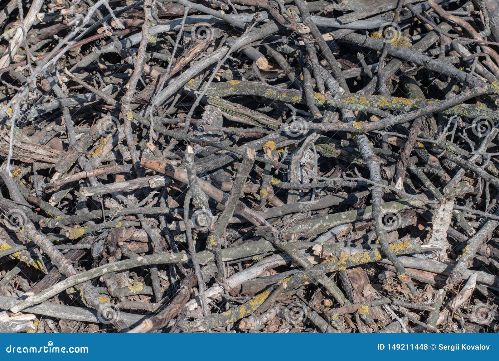 Branches texture stock photo. Image of plant, abstract - 149211448