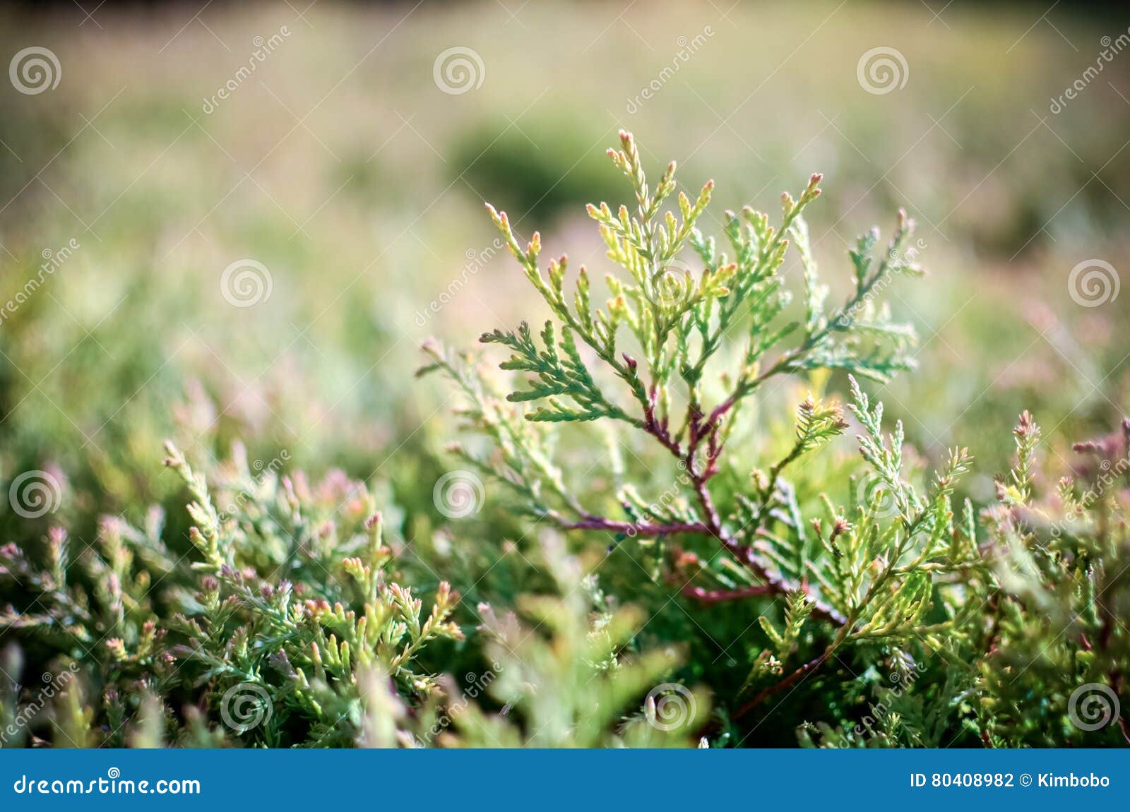 The Branches of Thuja Closeup Stock Photo - Image of macro, environment ...
