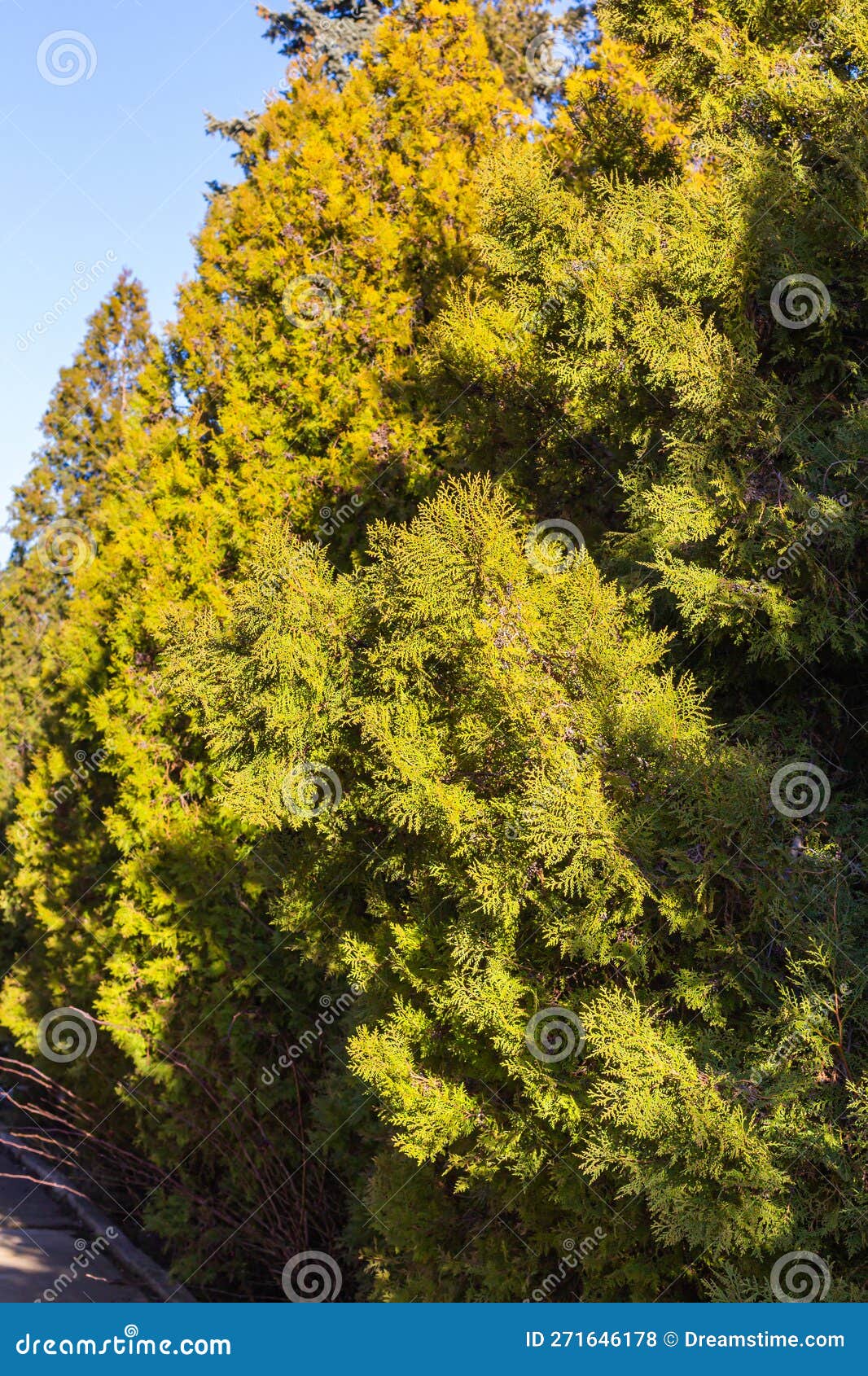 Branches of Thuja (Thuja Occidentalis Sunkist) in the Sun Stock Photo ...