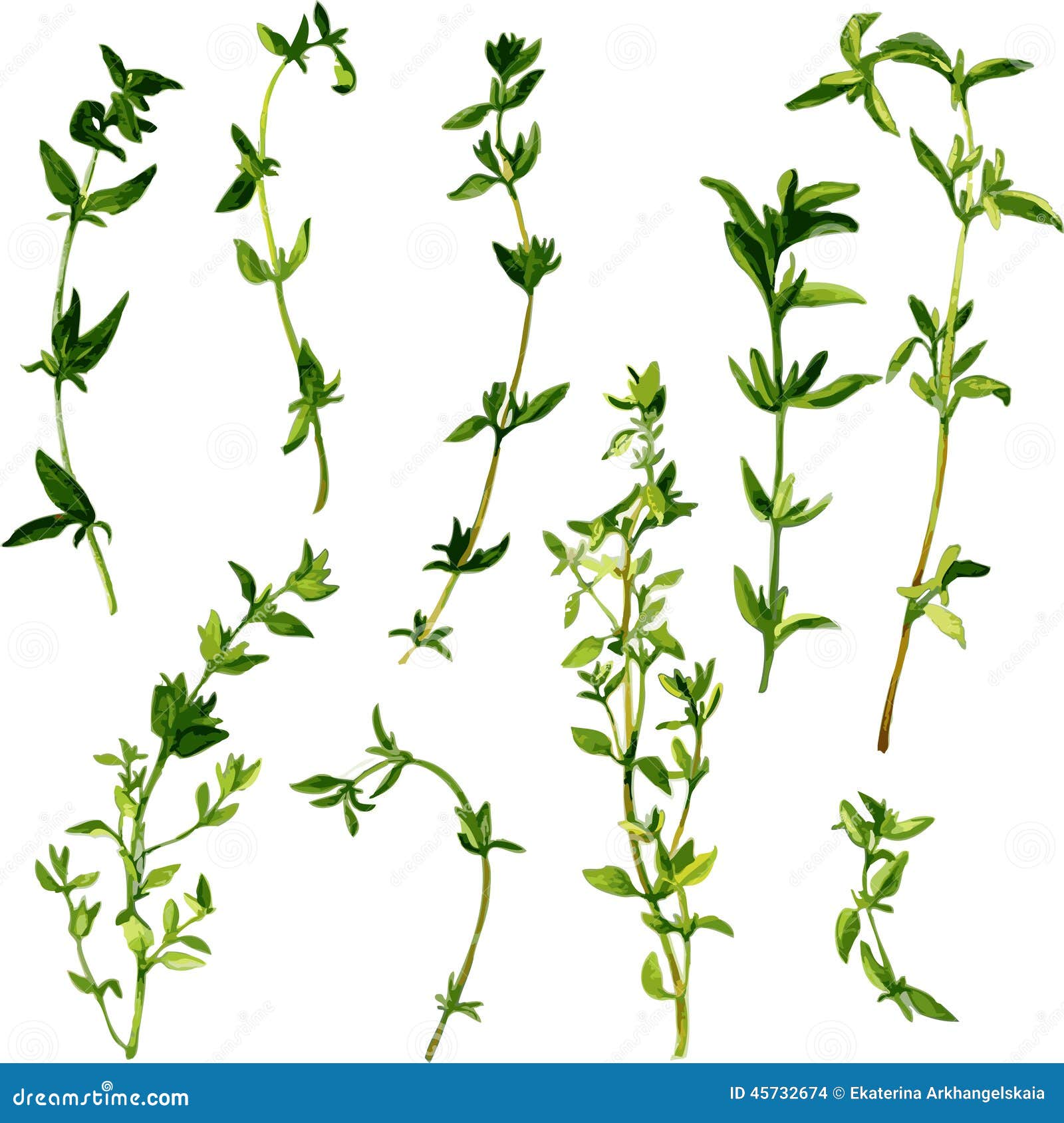 Branches of thyme stock vector. Illustration of graphic - 45732674