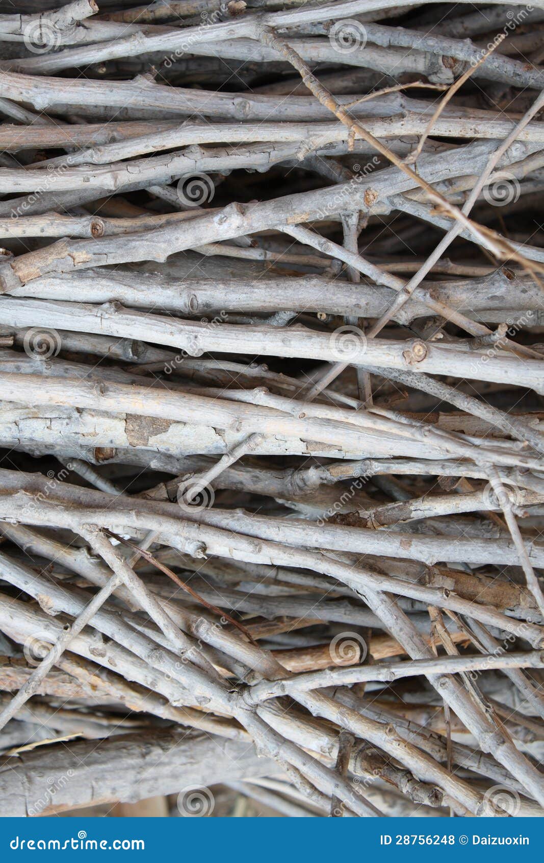 Branches of tree stock photo. Image of forest, outdoors - 28756248