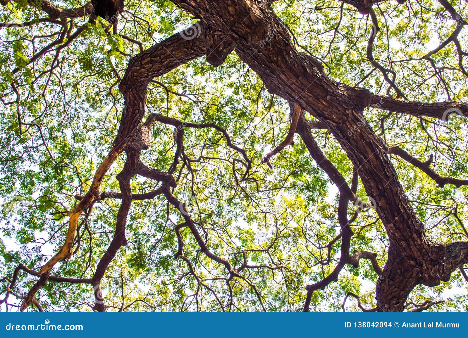 Branches of Tree Abstract Photograph Stock Photo - Image of growing ...
