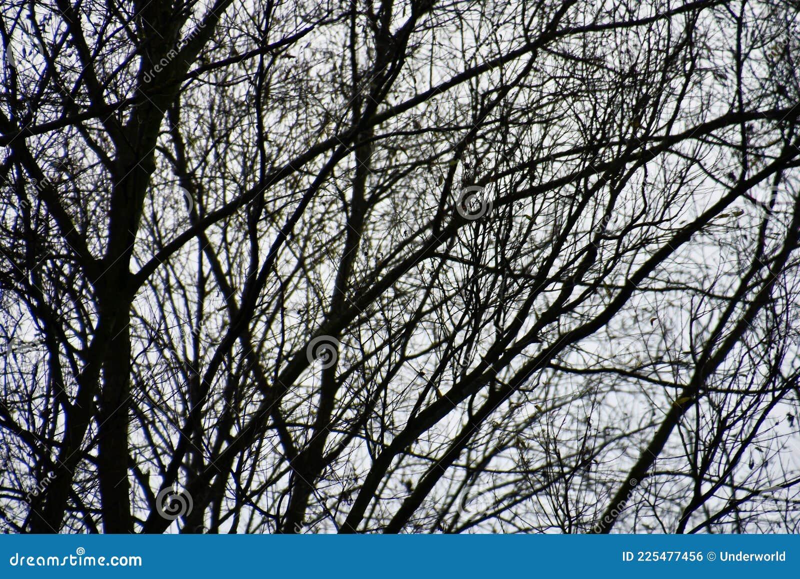 Branches of a Tree Against Blue Sky, Photo As a Background Stock Photo ...