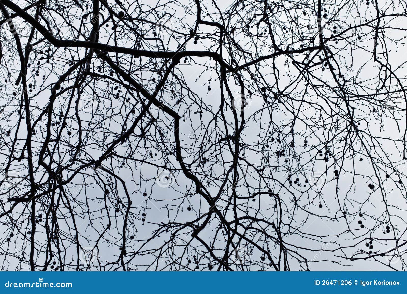 Branches of a Tree Against the Dark Blue Sky Stock Photo - Image of ...