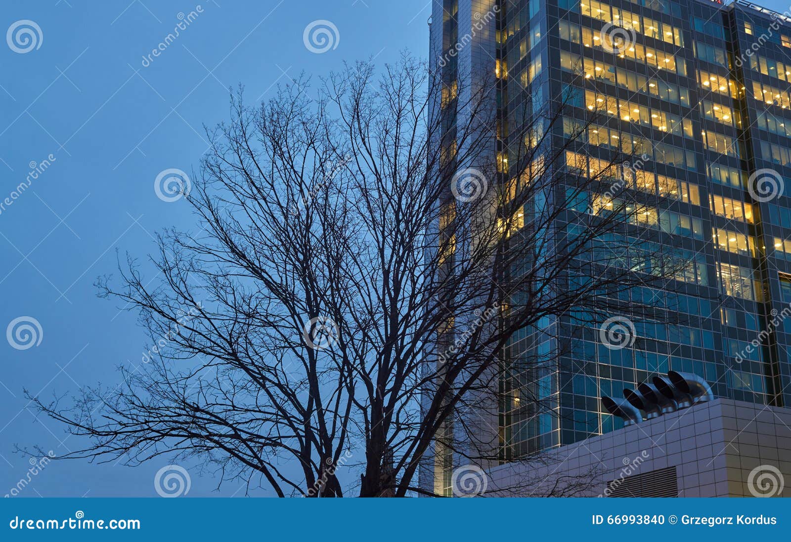 Branches of a Tree Against the Facade of a Modern Office Building Stock ...