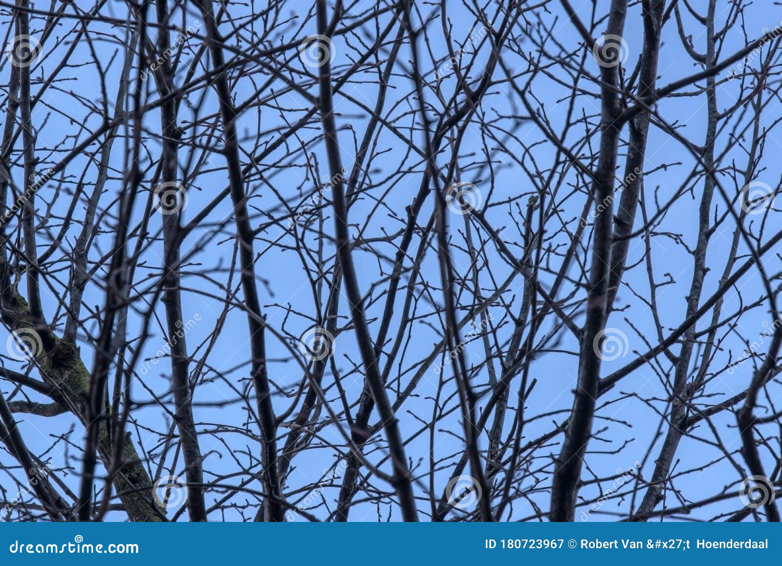 Branches of a Tree Background Stock Image - Image of darkness, blue ...