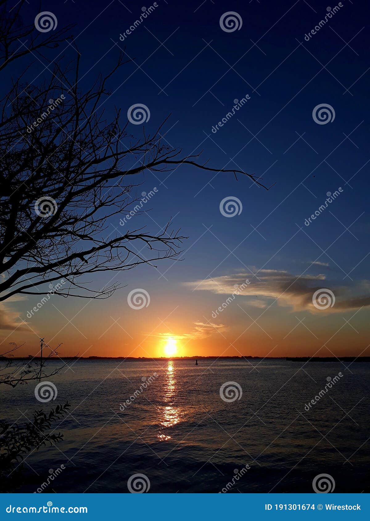 Branches of a Tree on the Beach during Sunset Stock Photo - Image of ...