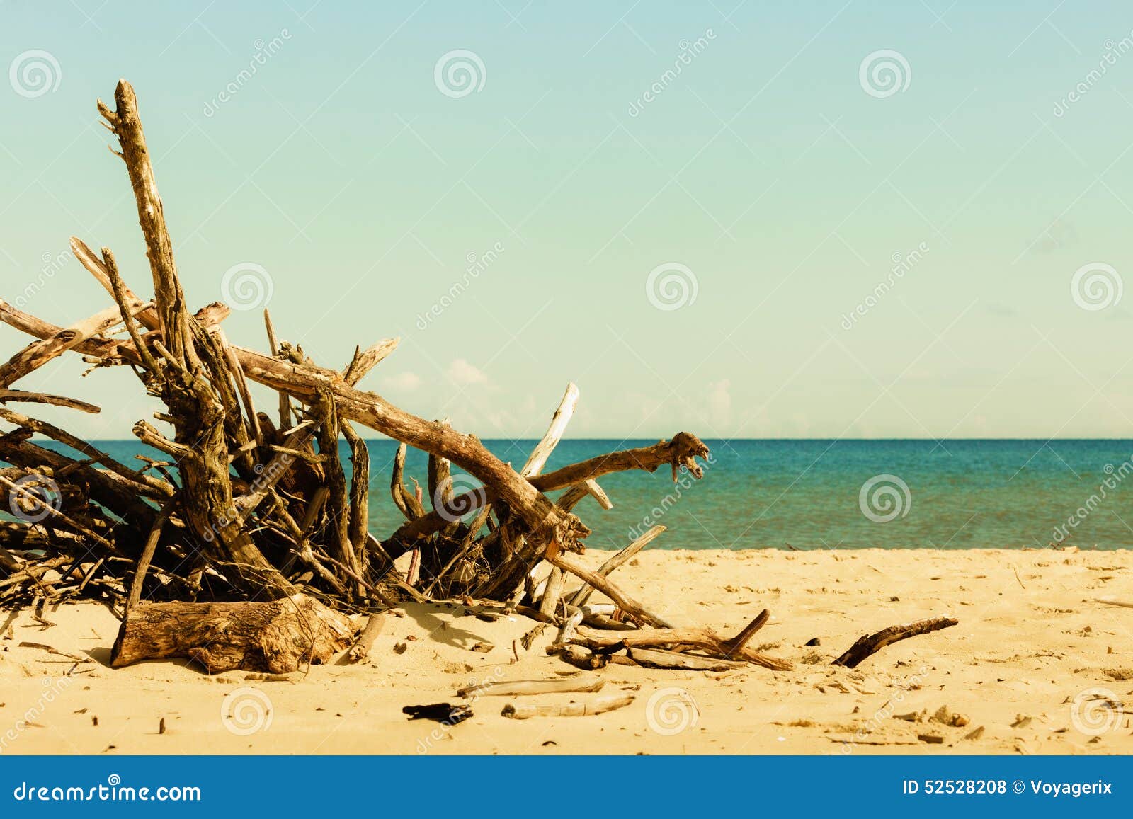 Branches tree on beach stock photo. Image of holiday - 52528208
