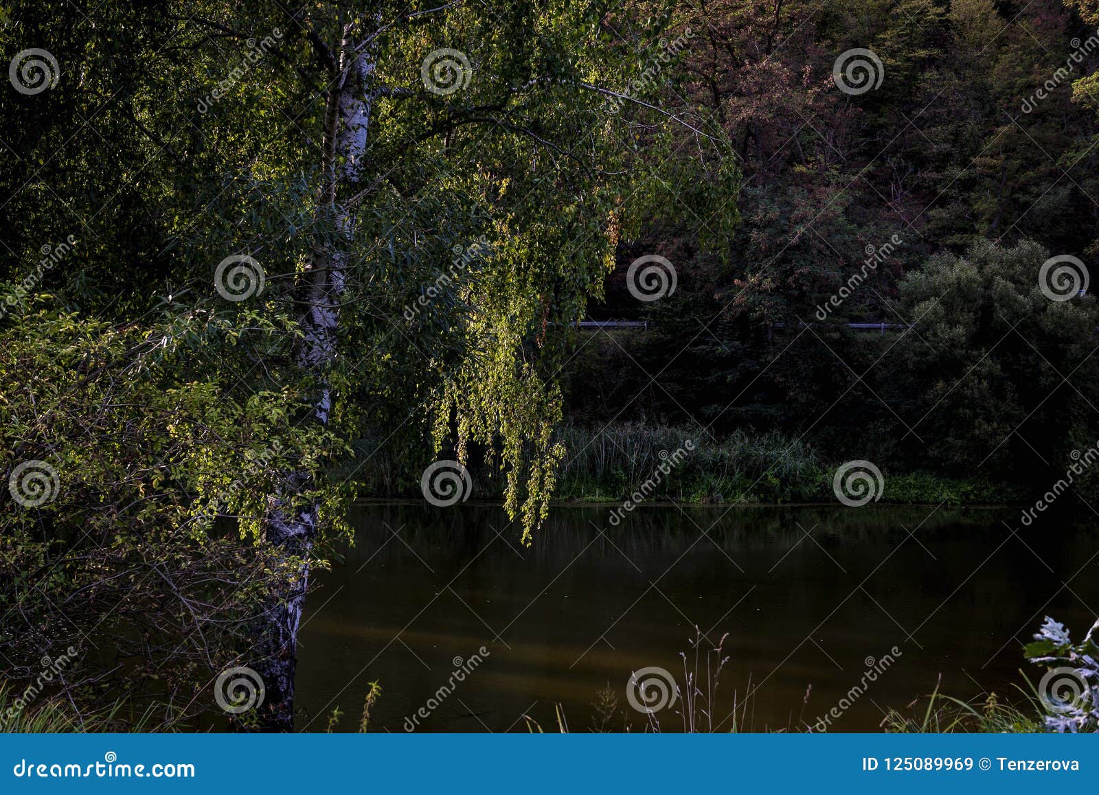 Branches of a Tree Bending Over a River of Sunlit Rays of the Setting ...