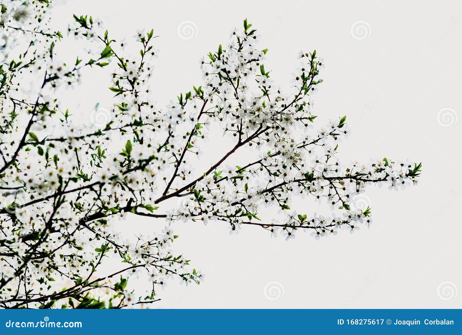 Branches of Tree in Bloom in Spring with Cloudy Sky Background Stock ...