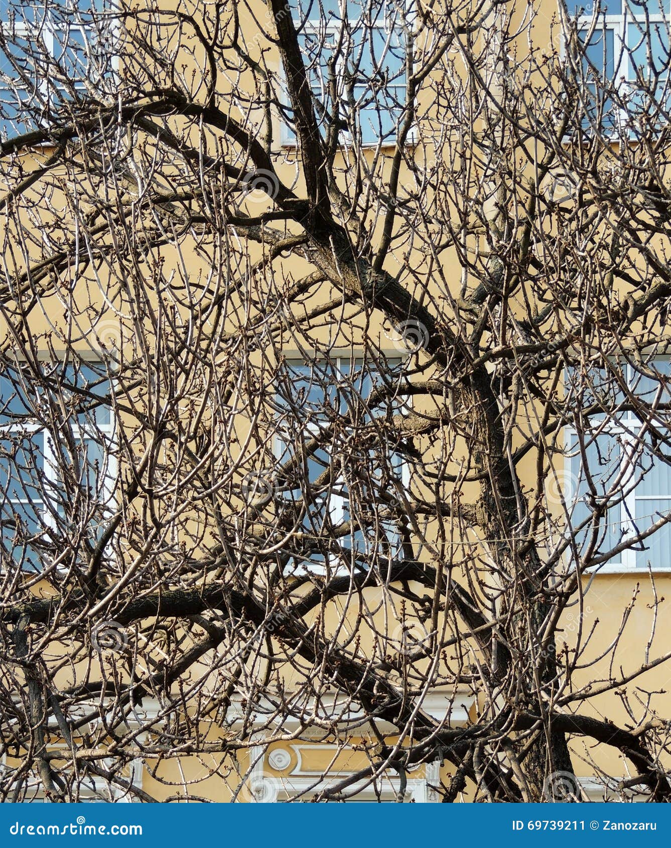 Branches of tree stock image. Image of landscape, crown - 69739211