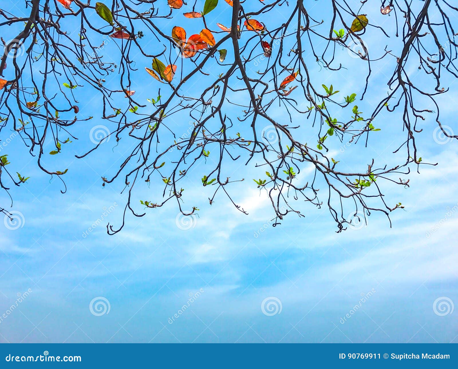 Branches of Tree with Colorful Leaves. Stock Image - Image of beauty ...