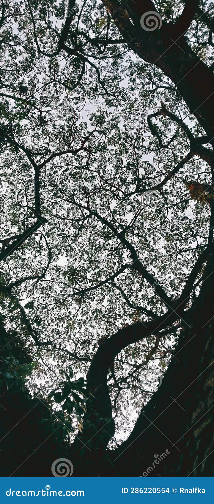 The Branches of the Tree Complement Each Other Stock Photo - Image of ...