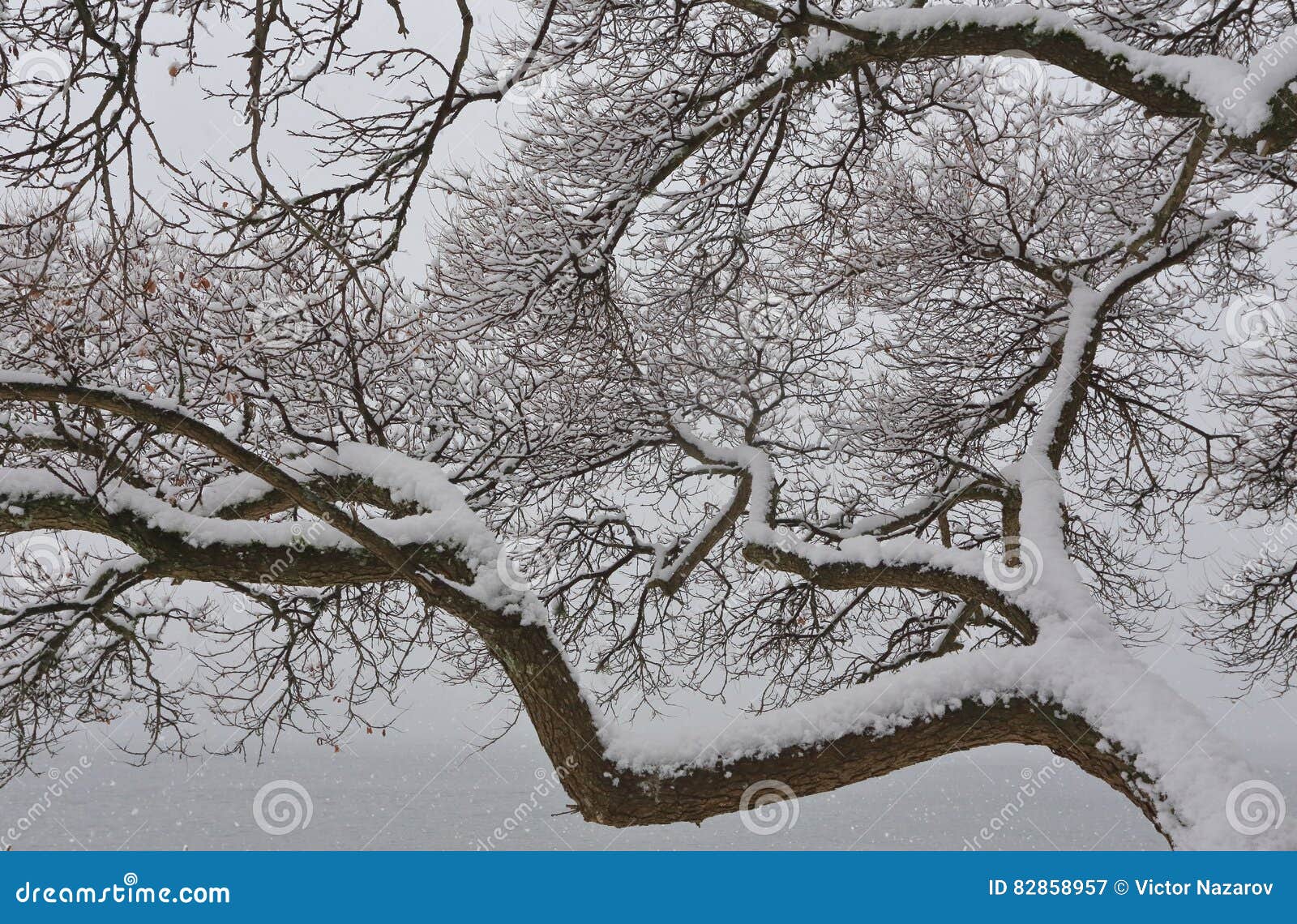 The Branches of a Tree Covered with First Snow Stock Image - Image of ...