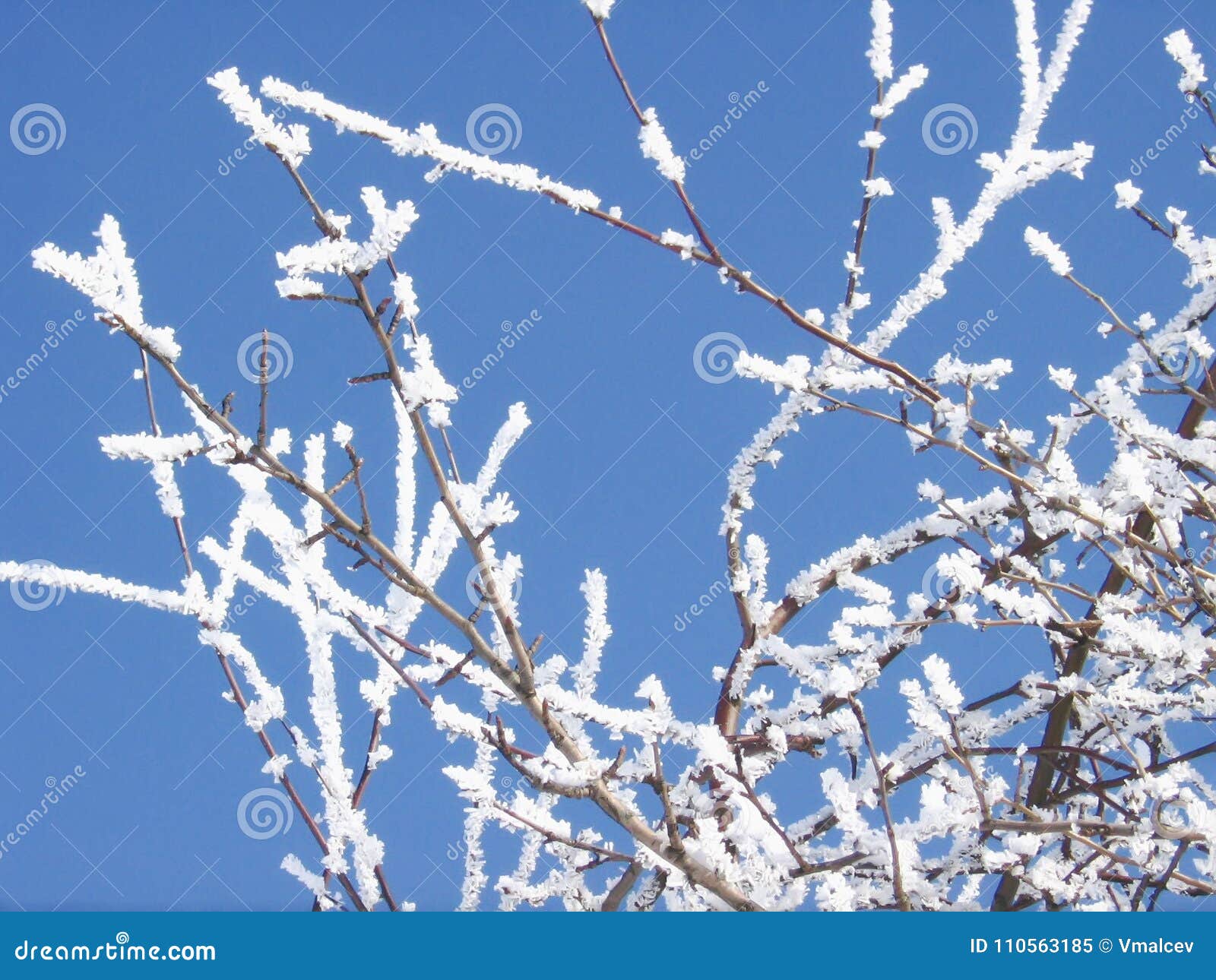 The Branches of the Tree are Covered with Hoarfrost. Stock Image ...