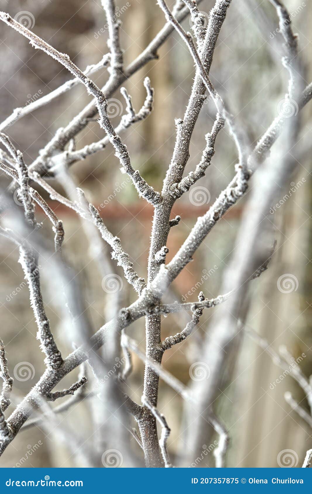 The Branches of the Tree are Covered with Hoarfrost Stock Image - Image ...