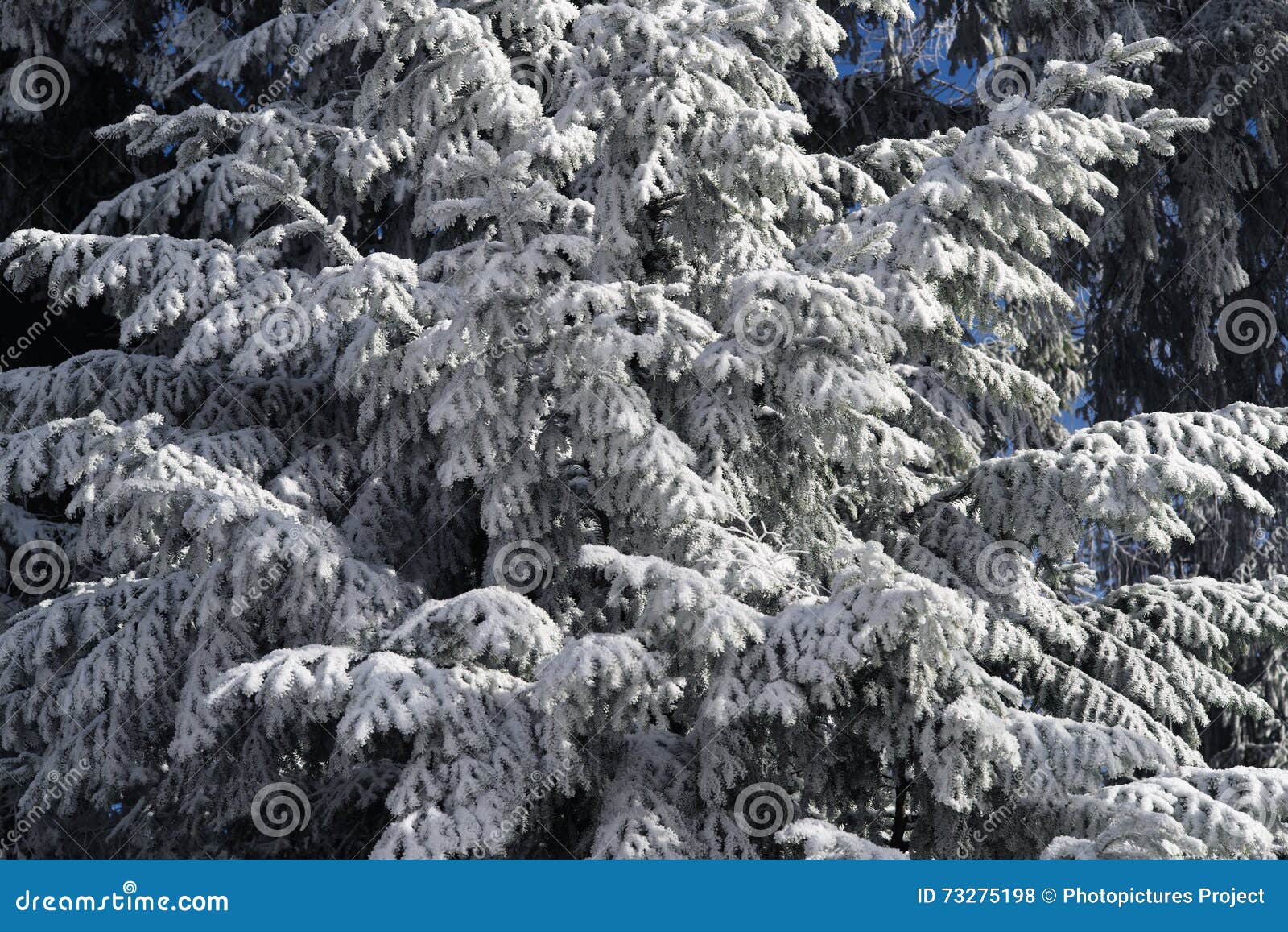Branches of a Tree Covered in Snow in Mountainous Alpine Setting in ...