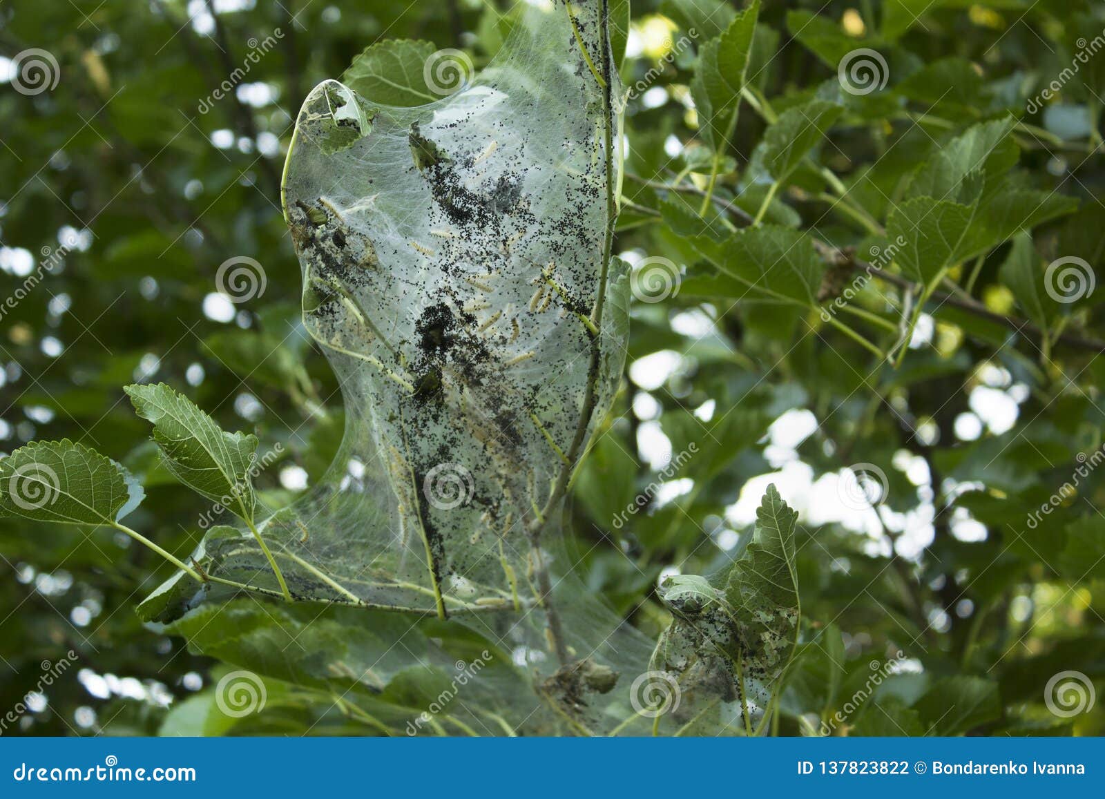 Branches of the Tree Covered with the Spider Web, Moth and Caterpillar ...