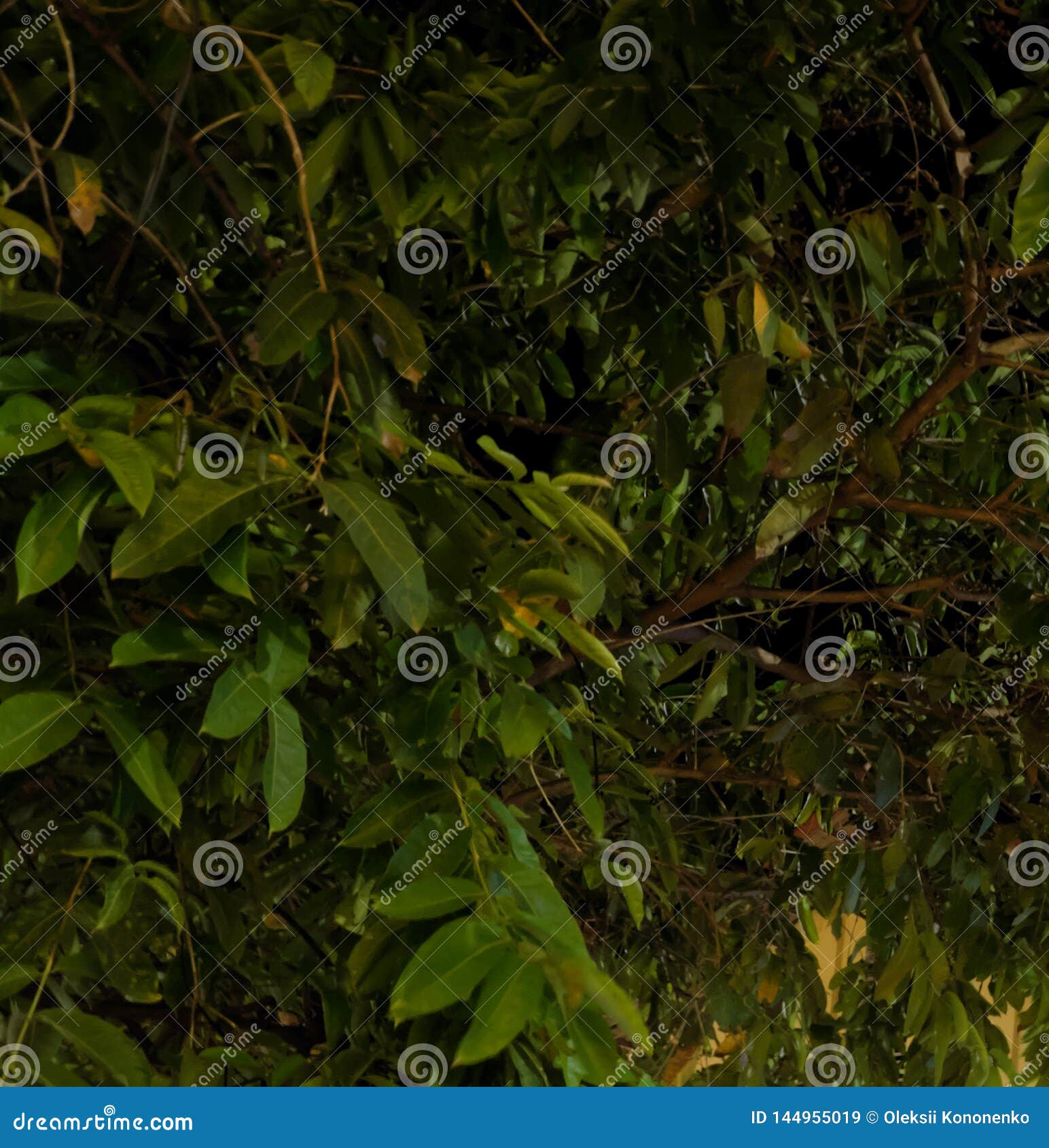 Branches of a Tree with Dense Foliage, Vegetative Background Stock ...