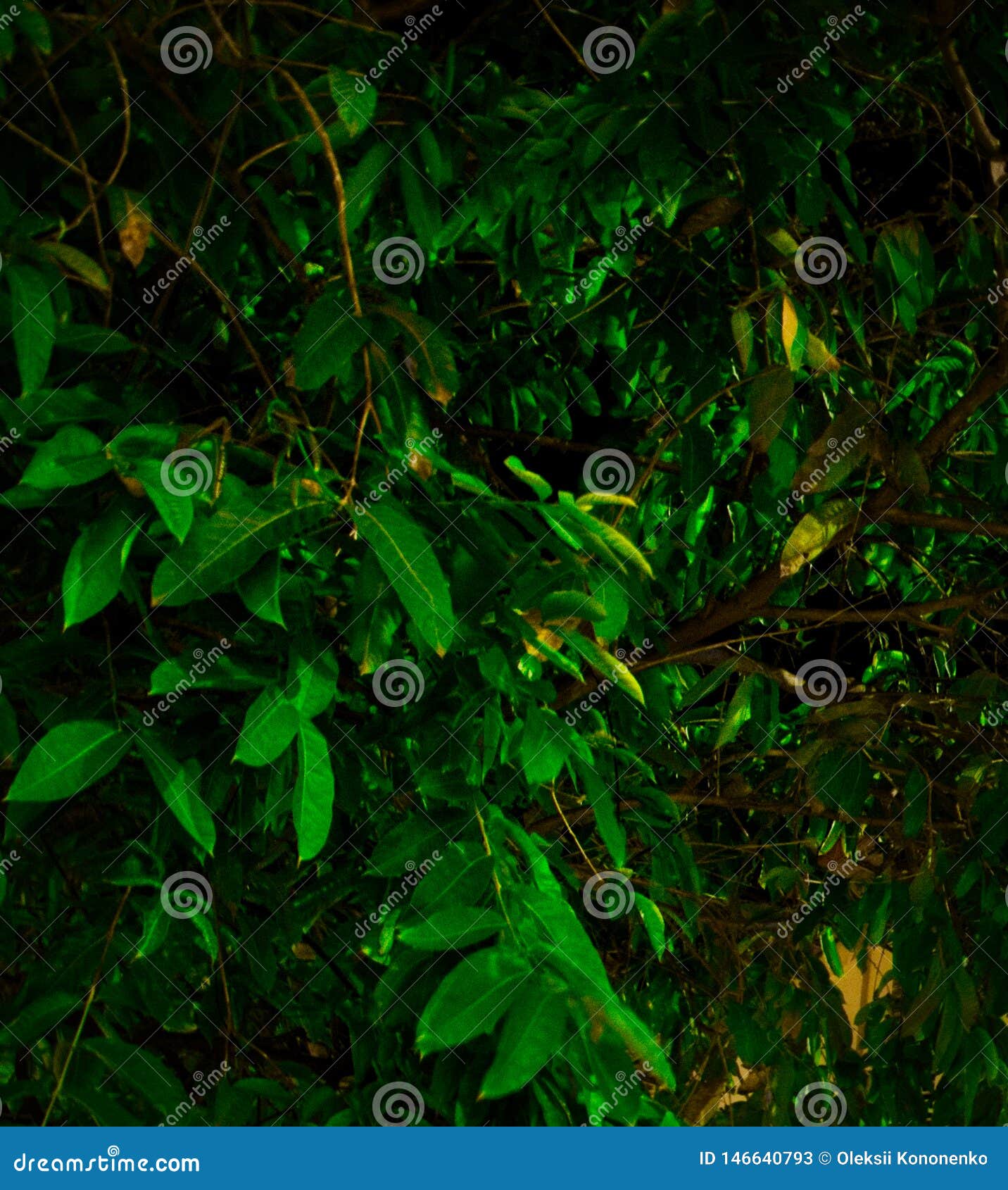 Branches of a Tree with Dense Foliage, Vegetative Background Stock ...