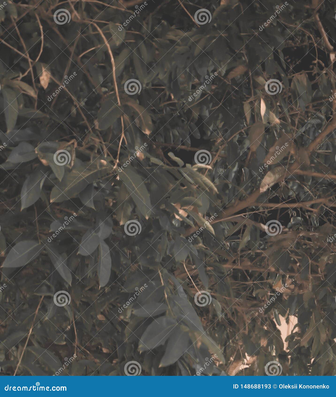 Branches of a Tree with Dense Foliage, Vegetative Background Stock ...