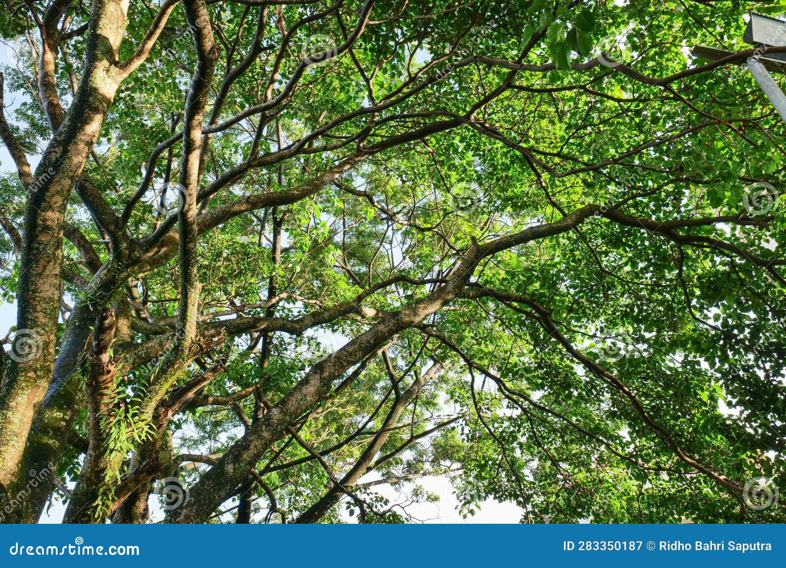 Branches of a Tree in the Forest. Green Nature Background Stock Image ...
