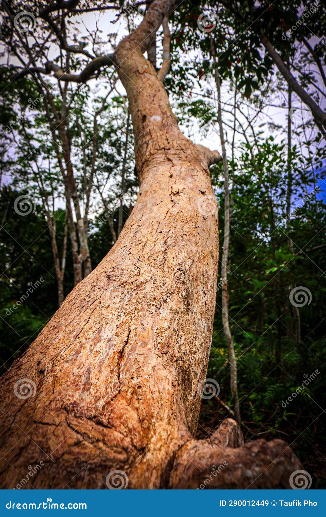 Branches stock image. Image of environment, foliage - 290012449