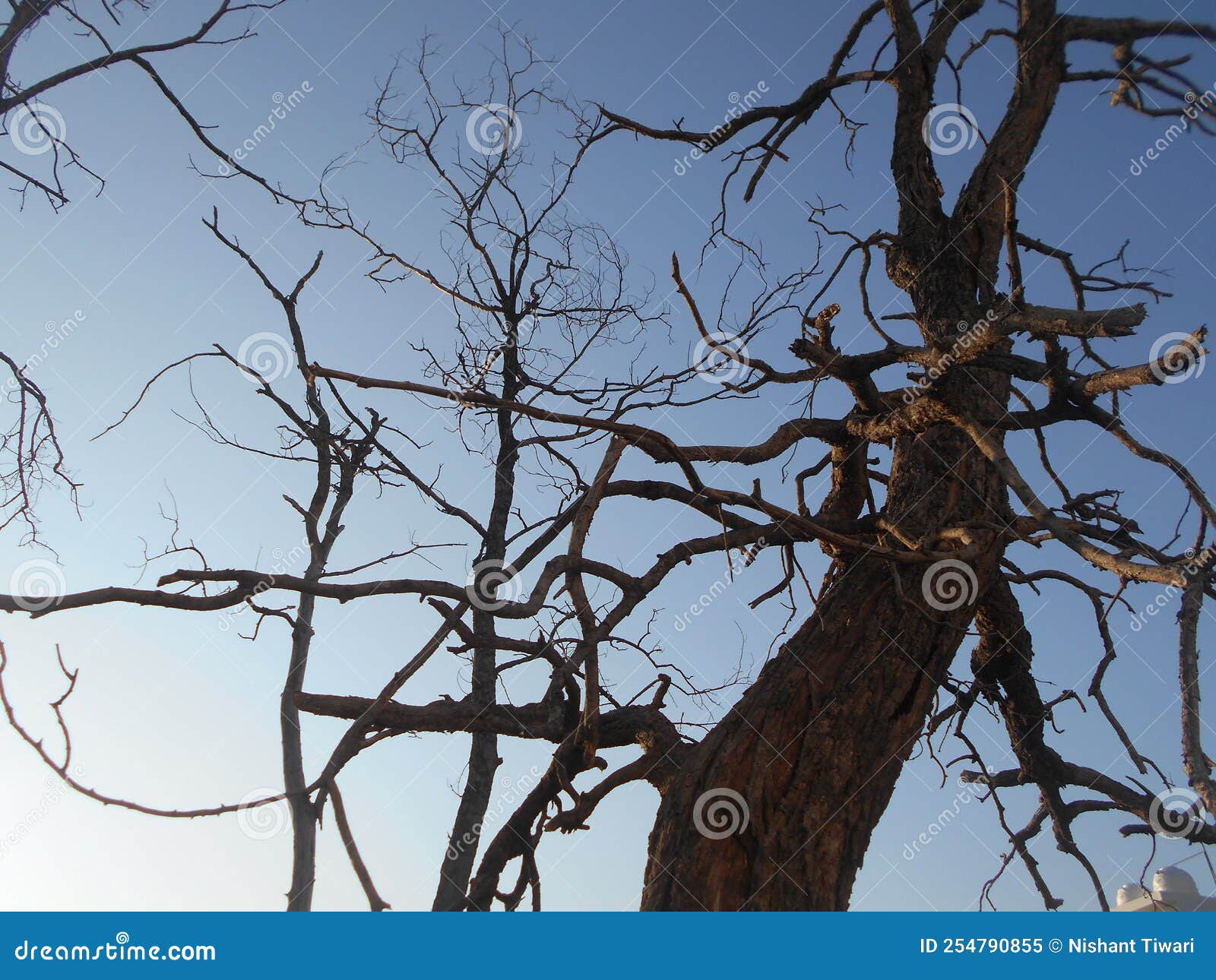 Tree Branches in a Forest stock image. Image of branch - 254790855