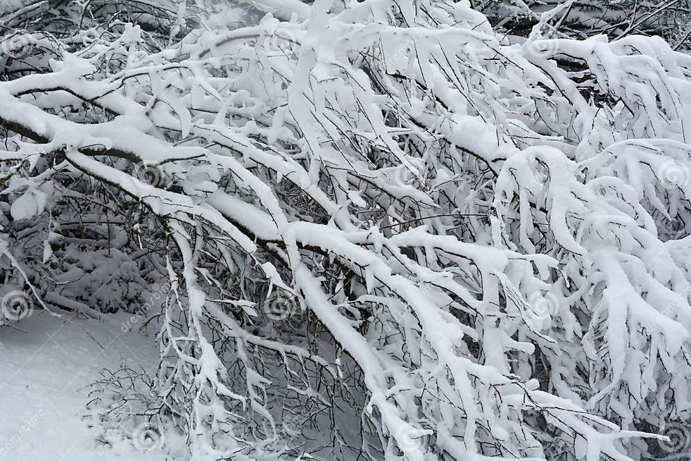 Branches of a Tree Full of Snow Stock Image - Image of weather, plant ...