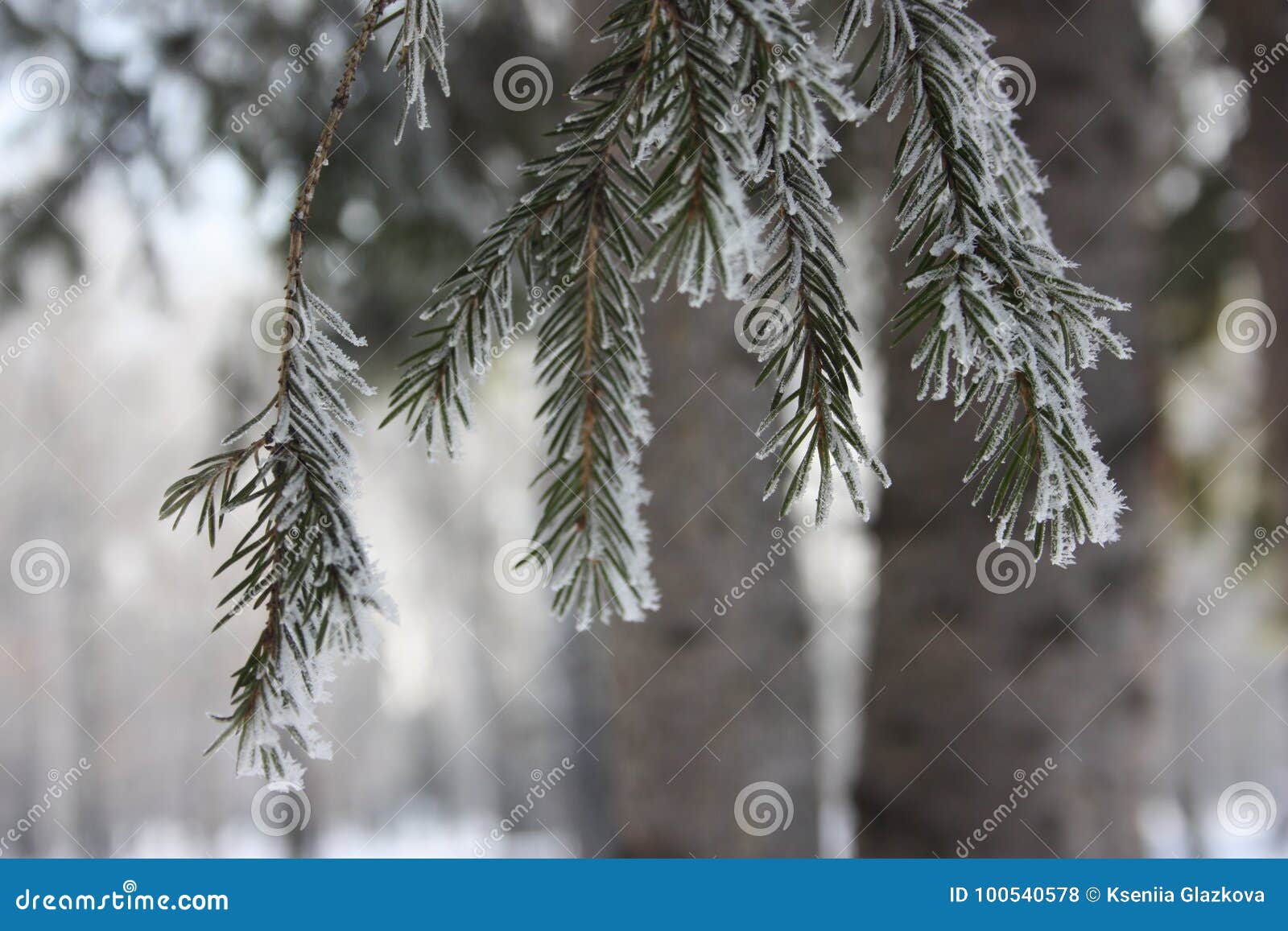 Branches of a Tree of a Fur-tree Hanging from Stock Photo - Image of ...