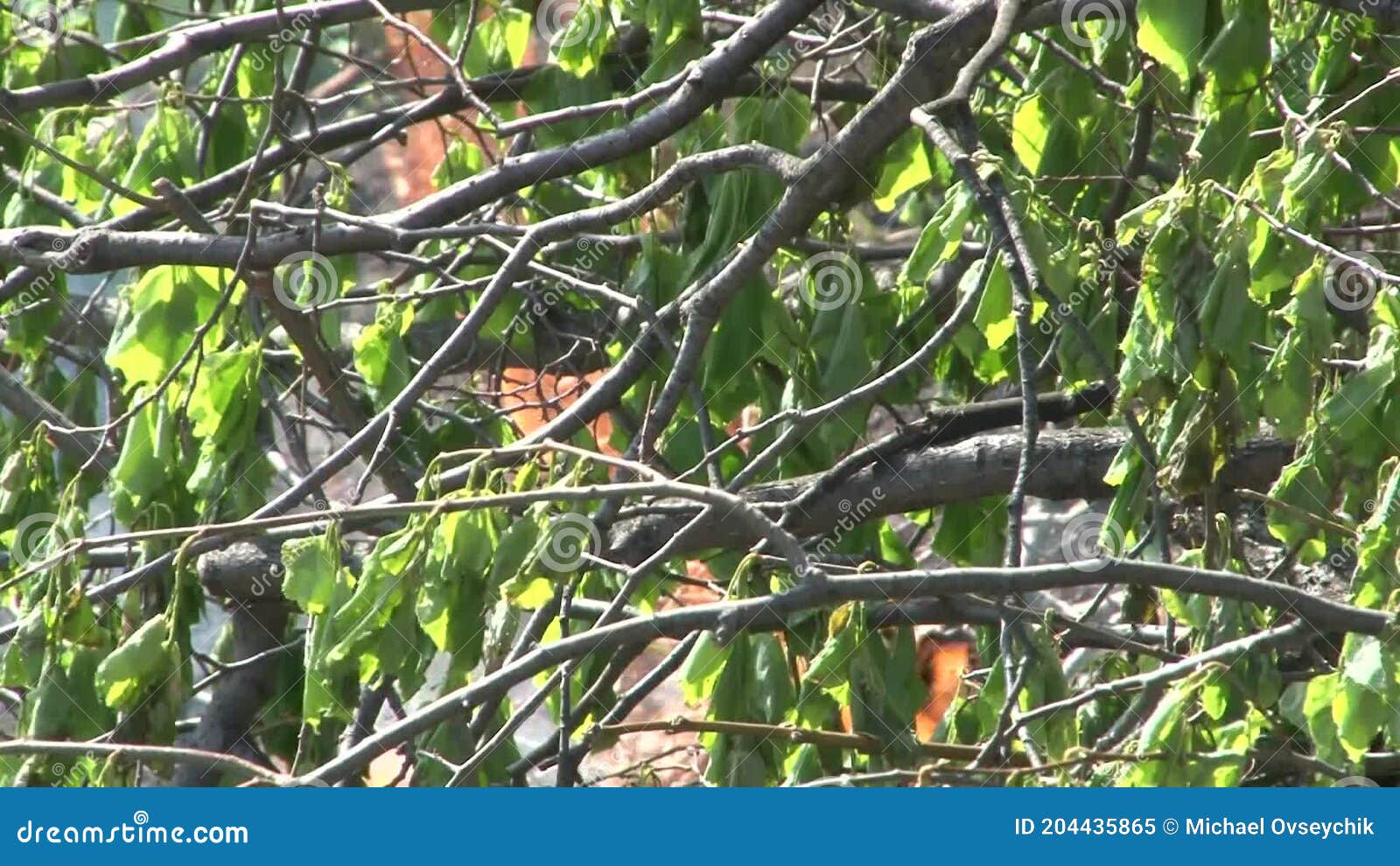 Branches of a Tree with Green Leaves are Burning in the Fire. Stock ...