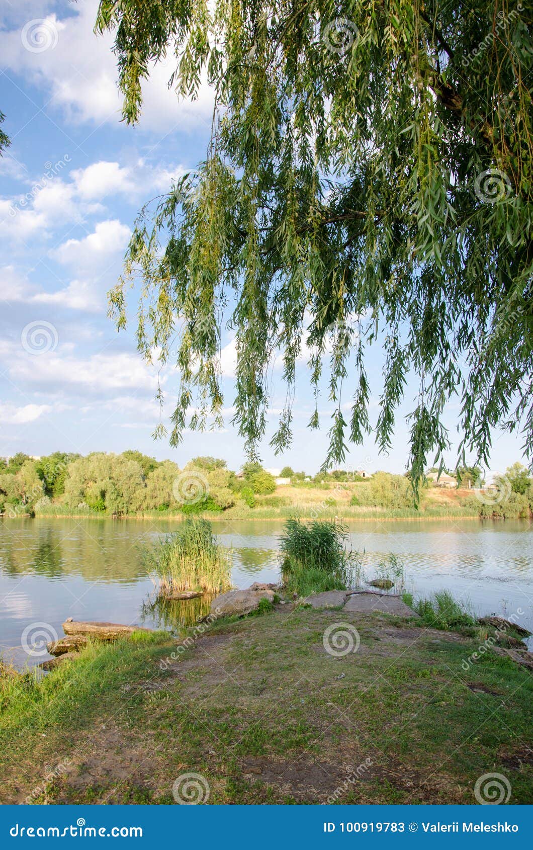 Trees at water stock image. Image of leaves, clouds - 100919783