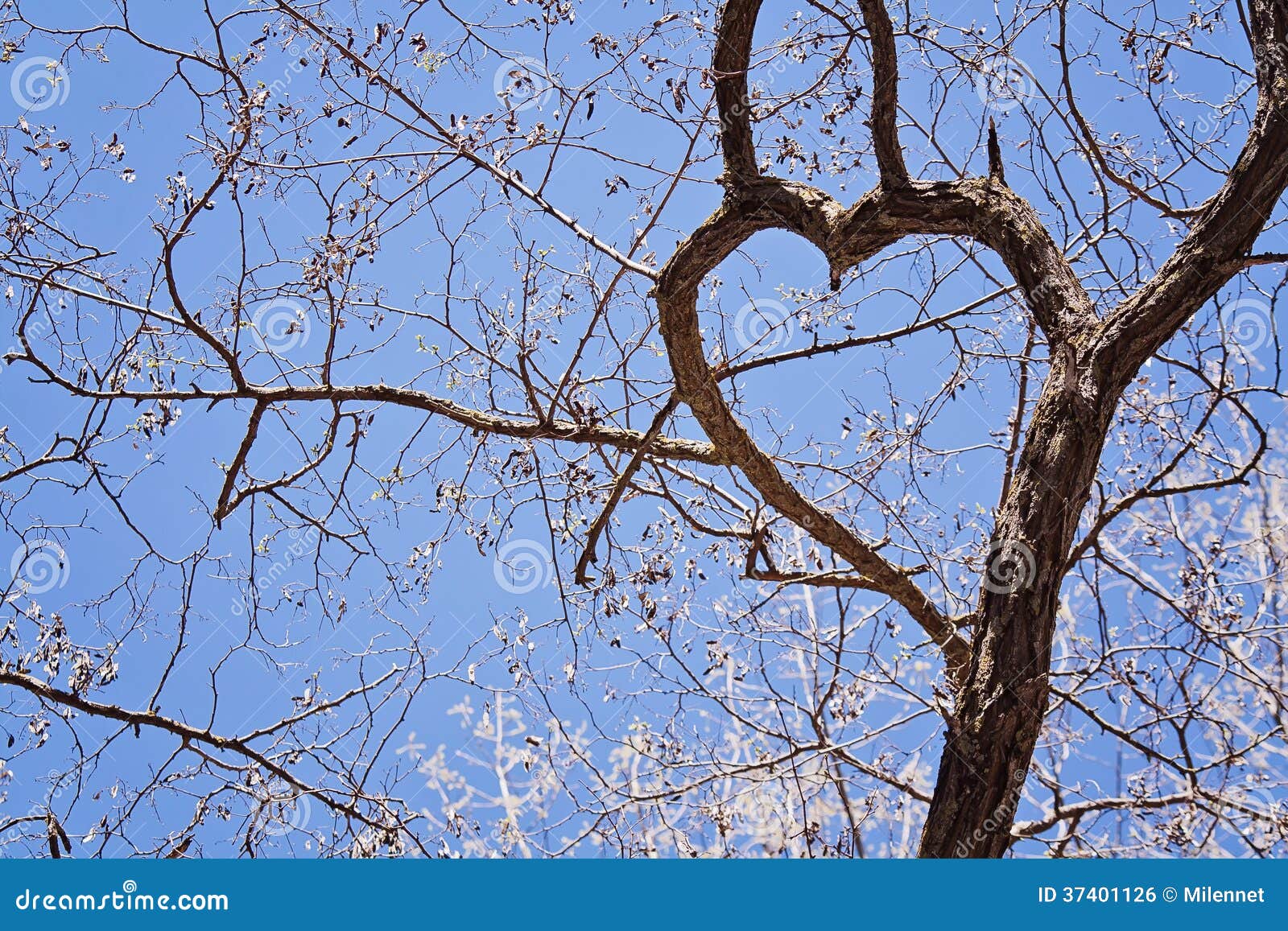 Branches of Tree with Heart-shaped Stock Photo - Image of park, brown ...