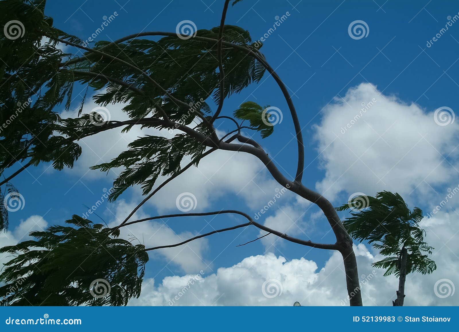 Branches of the Tree Inclined by Strong Wind Stock Image - Image of ...