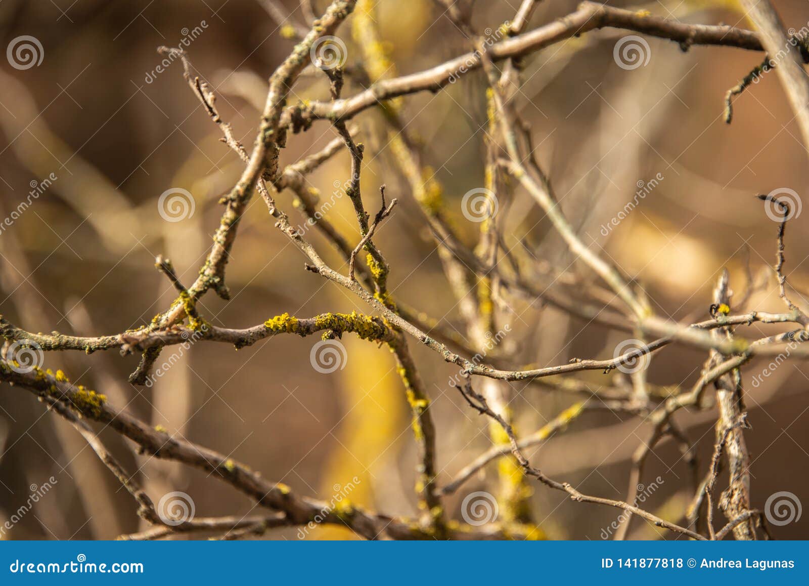 Branches of a Tree Intertwined Stock Photo - Image of fall, branches ...