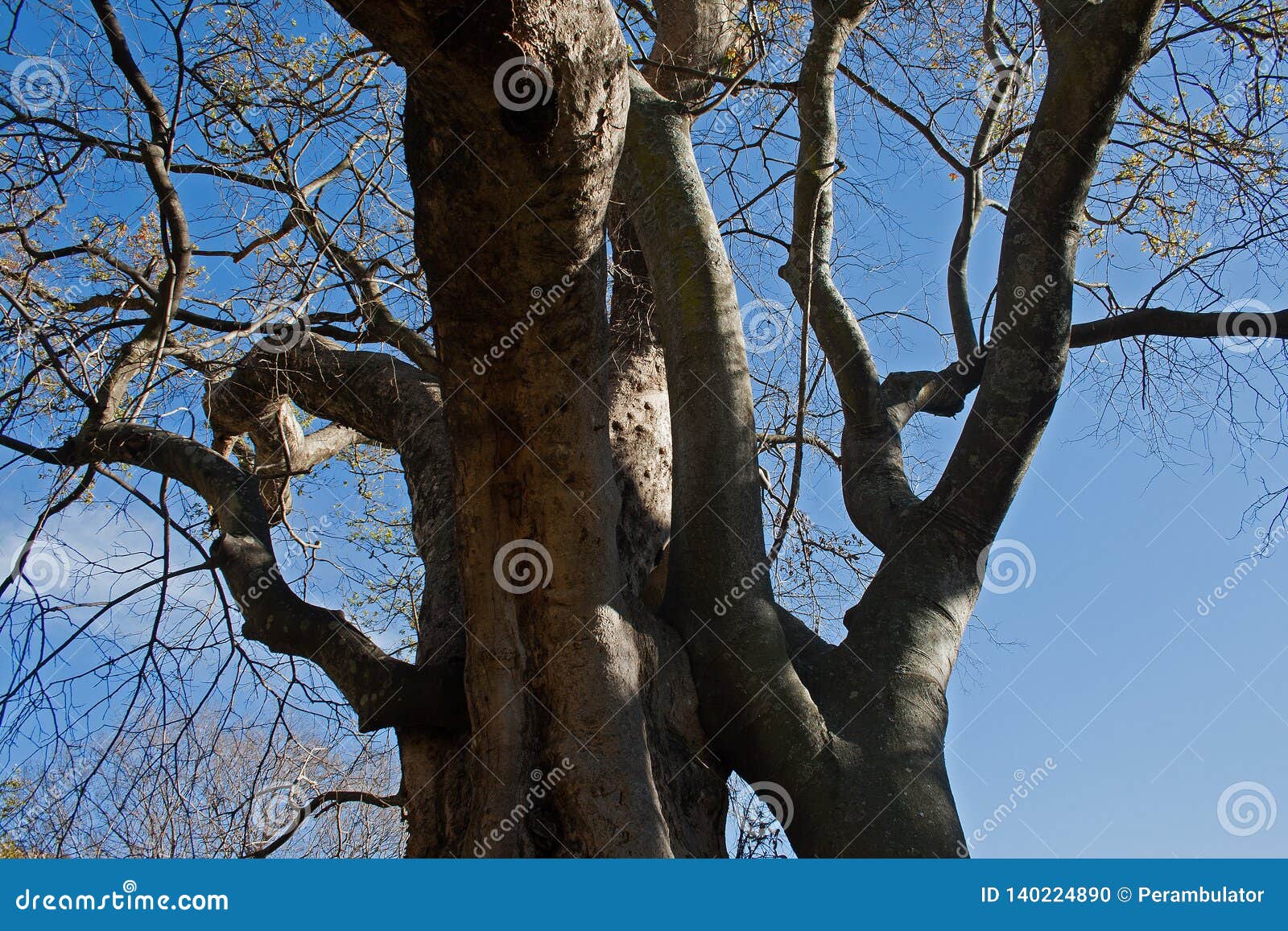 BRANCHES of a TREE INTERTWINING with ANOTHER TREE TRUNK Stock Photo ...