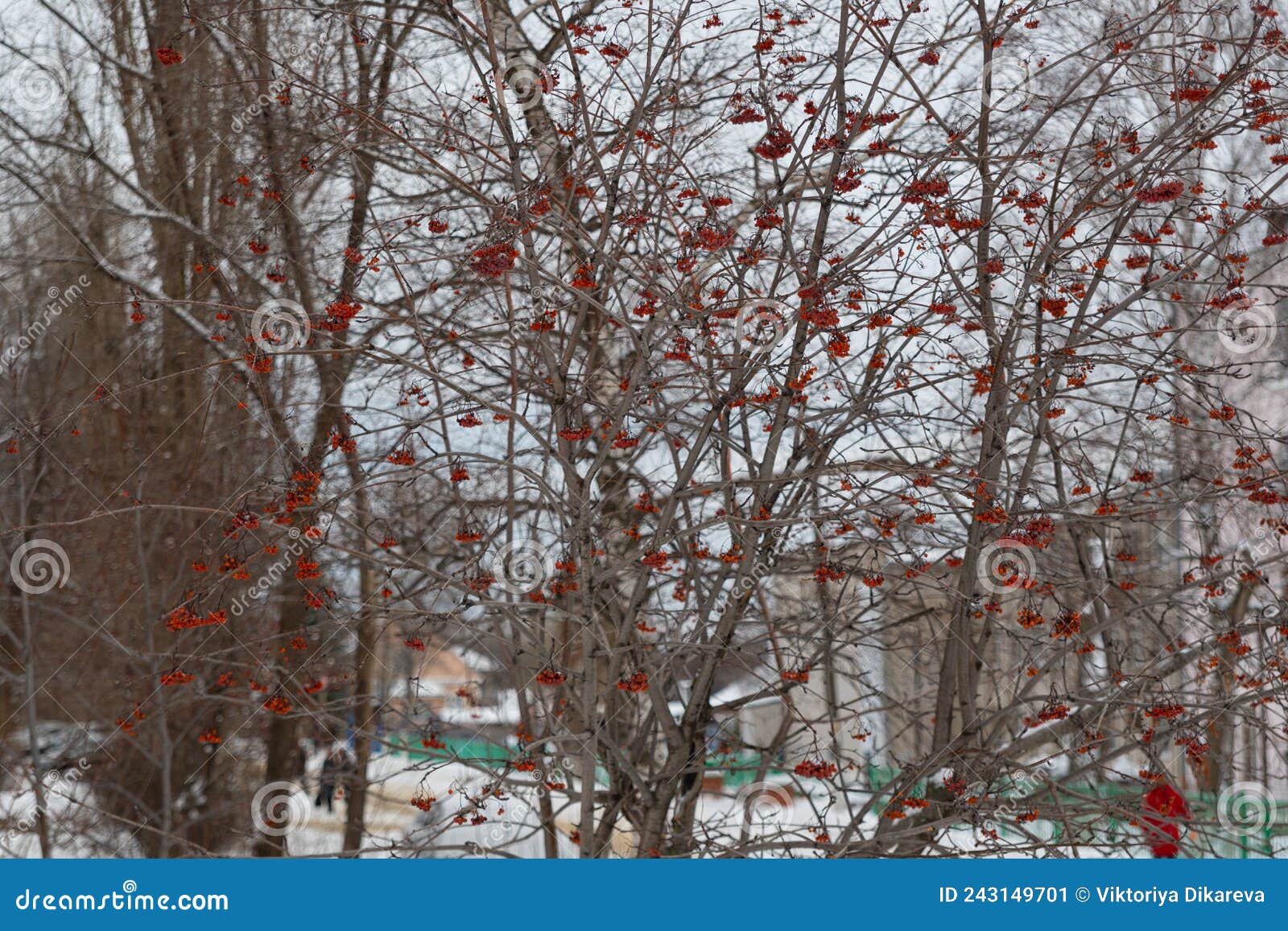 Branches of a Tree, with Large Clusters of Red Berries. Stock Image ...